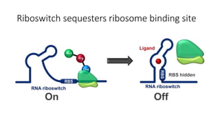Riboswitches and RNA interference (RNAi) | PPTX