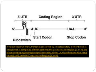 Riboswitches | PPTX
