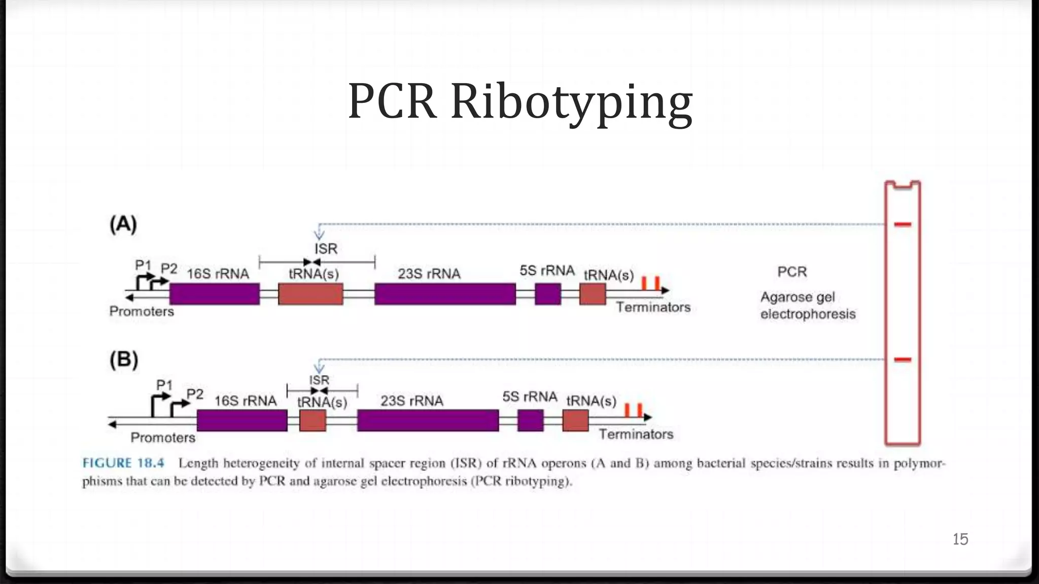 Ribotyping | PPTX