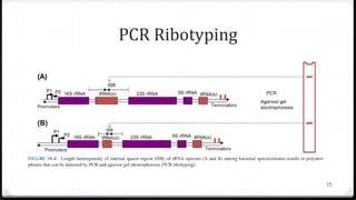 Ribotyping | PPTX