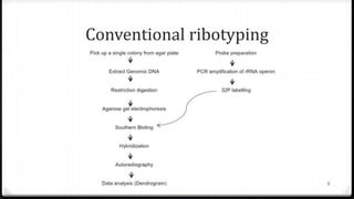Ribotyping | PPTX