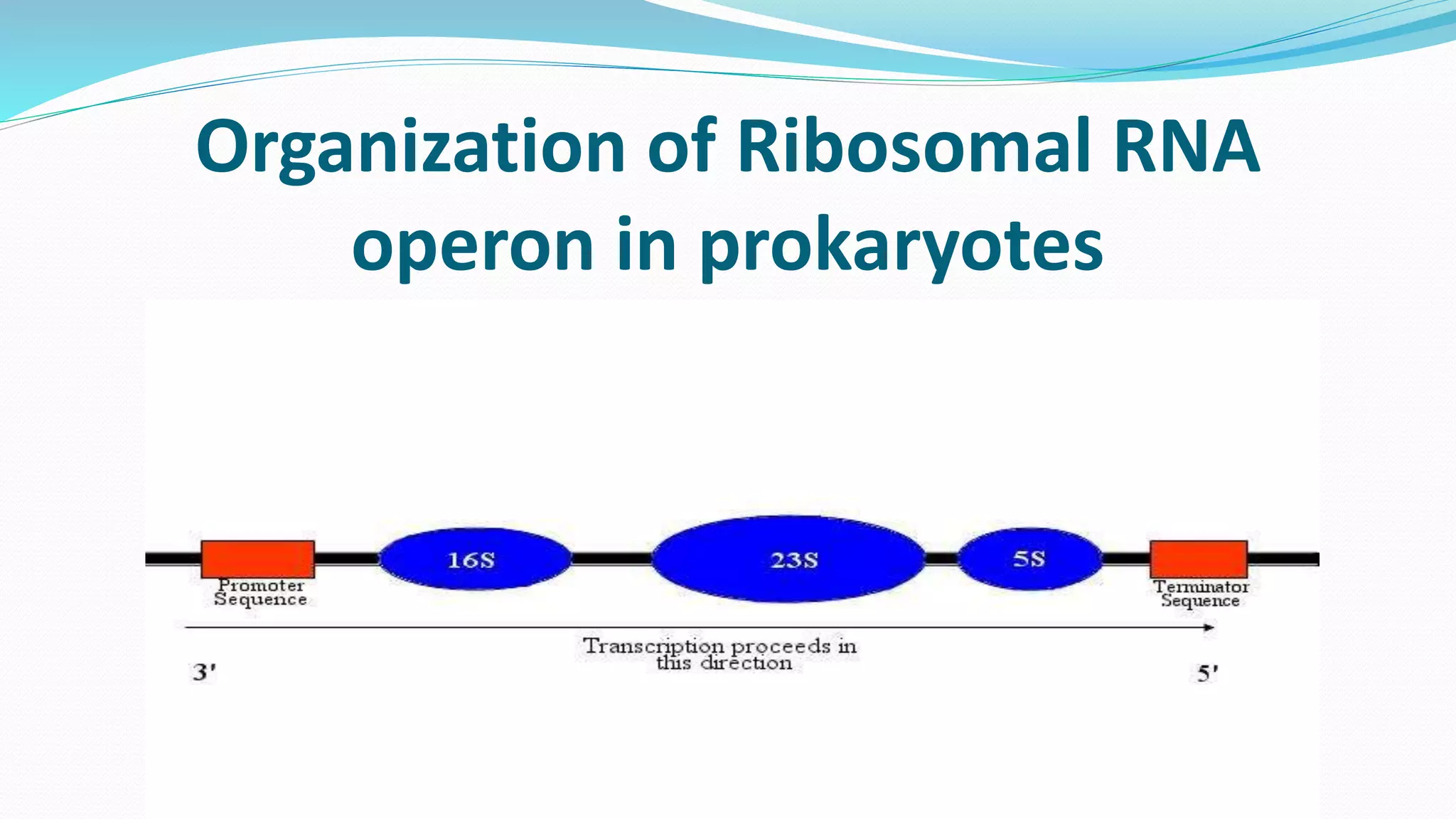 RIBOTYPING | PPTX