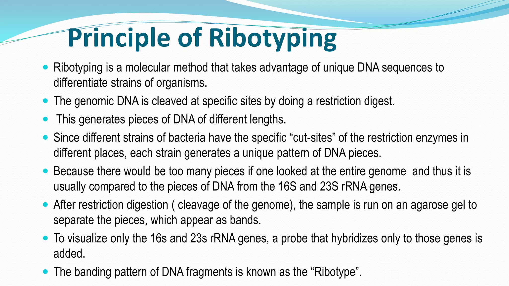RIBOTYPING | PPTX