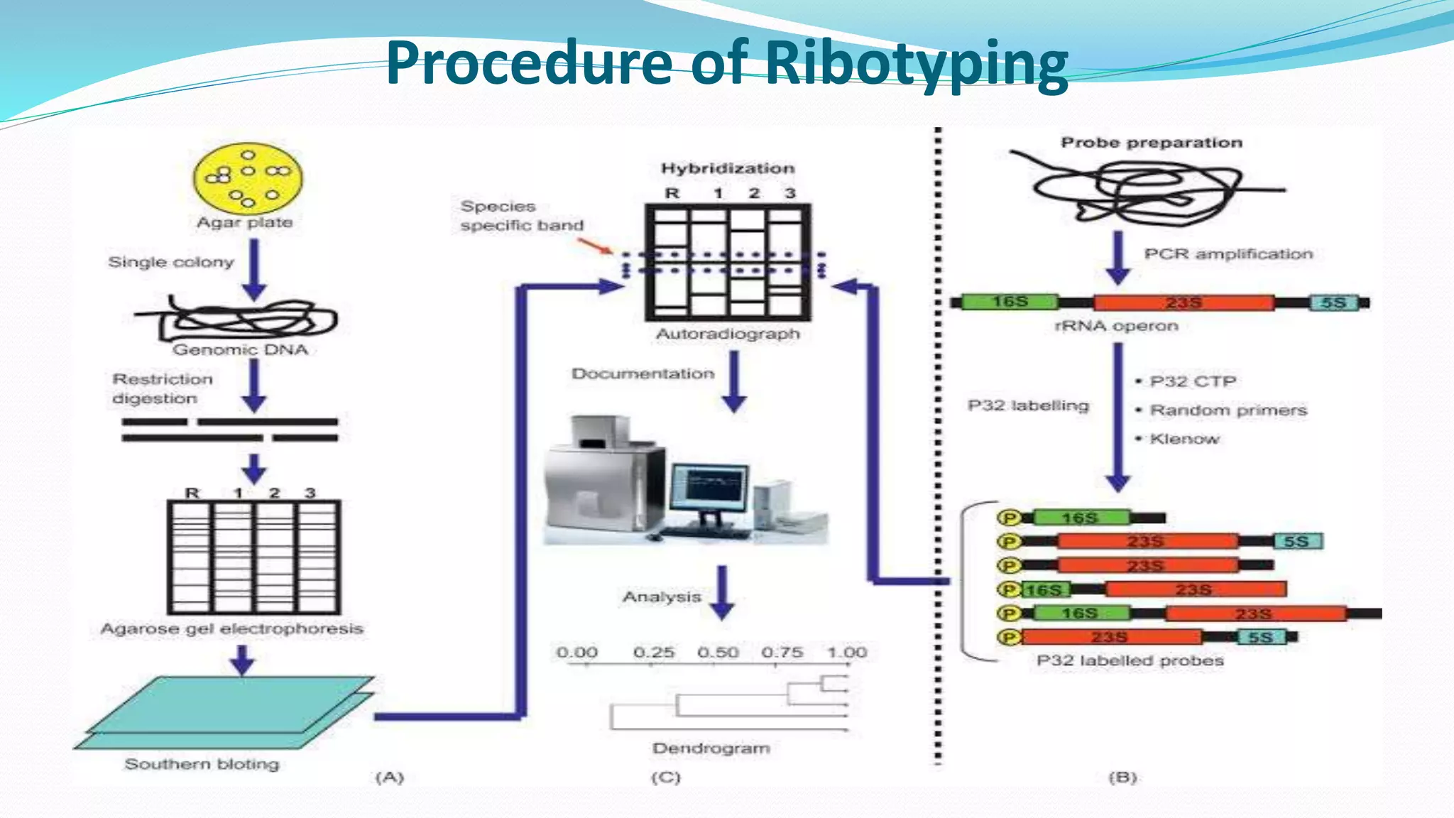 RIBOTYPING | PPTX