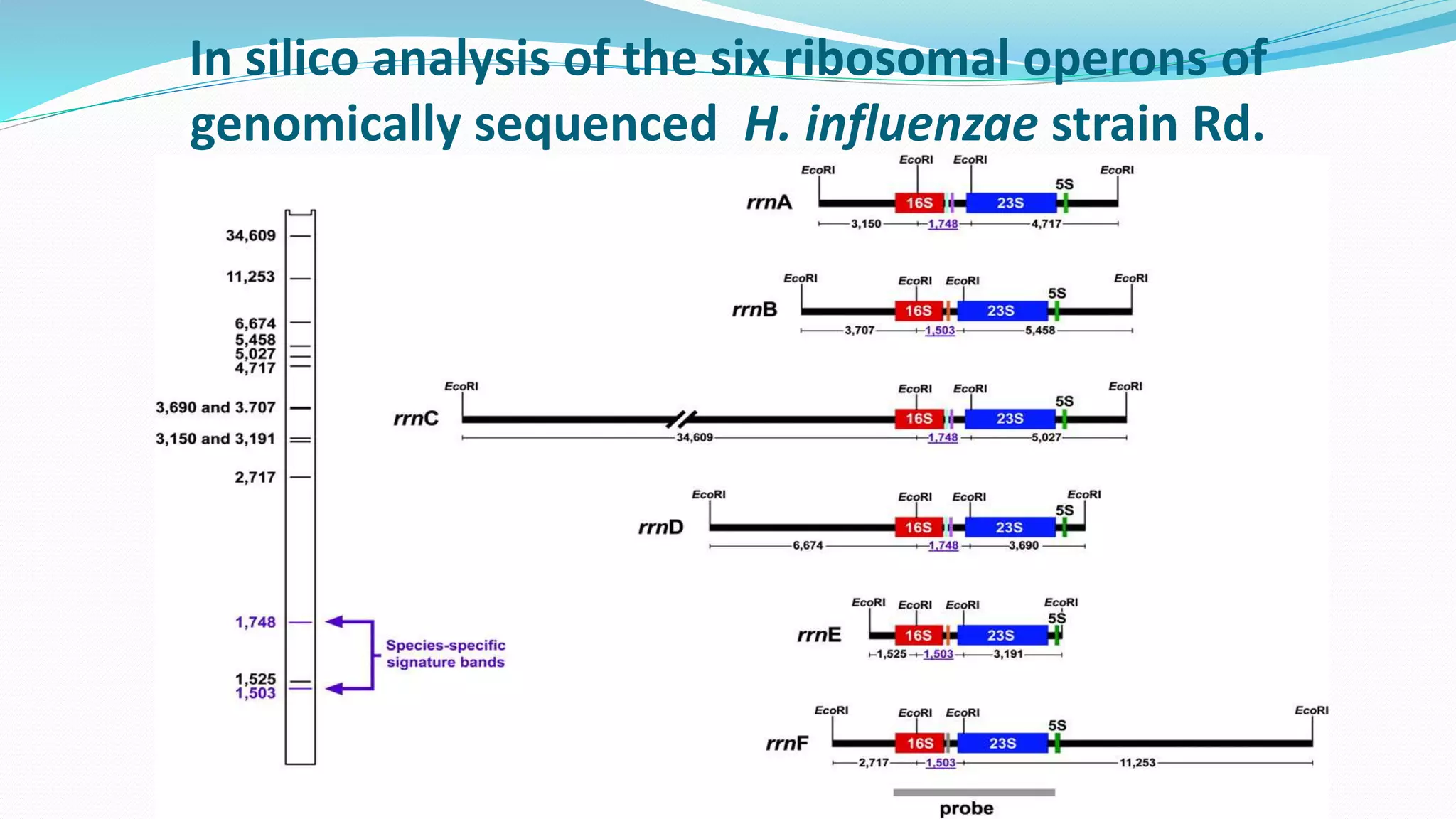 RIBOTYPING | PPTX