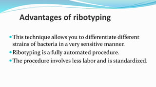 RIBOTYPING | PPTX