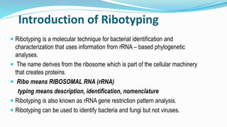RIBOTYPING | PPTX