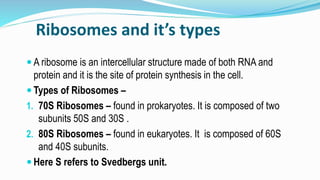 RIBOTYPING | PPTX
