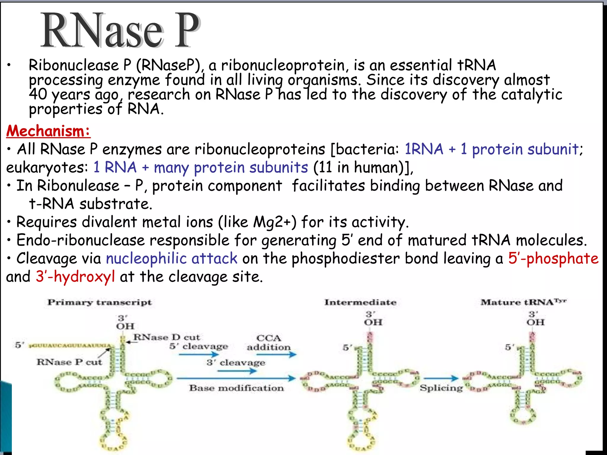Ribozyme | PPT
