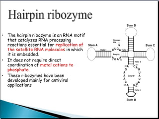 Ribozyme | PPT