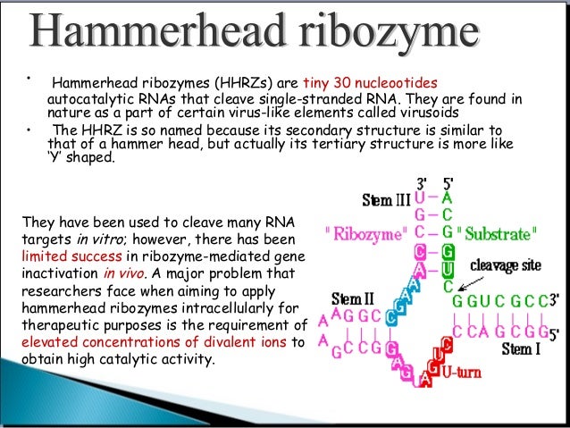 Ribozyme
