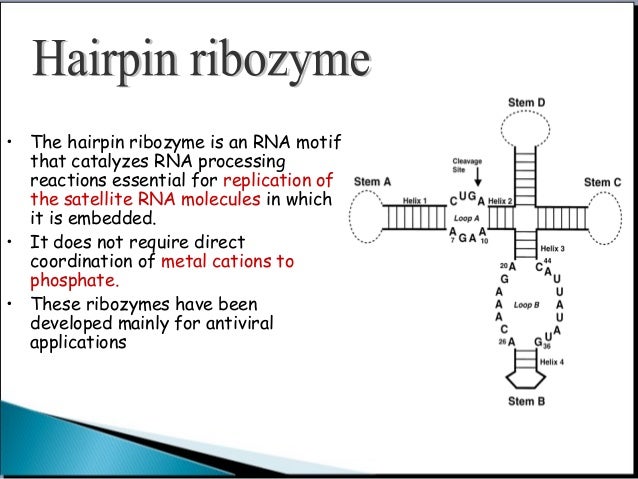 Ribozyme