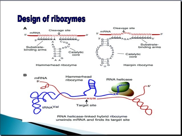 Ribozyme
