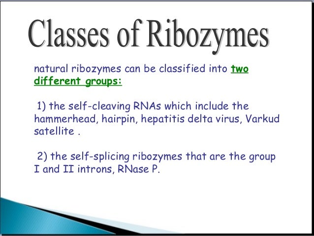 Ribozyme