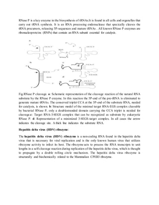 Ribozyme | DOCX