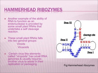 Ribozyme by KK Sahu sir | PPT