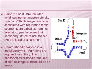 Ribozyme by KK Sahu sir | PPT