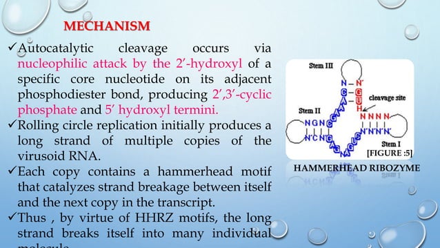 Ribozyme Pptx