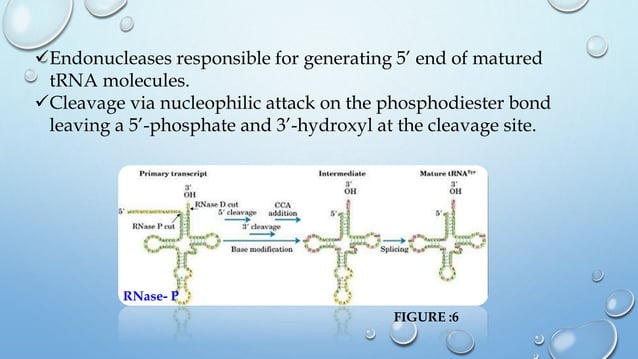 Ribozyme Pptx