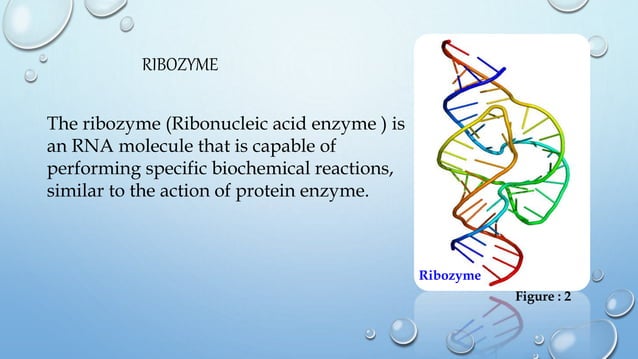 Ribozyme Pptx