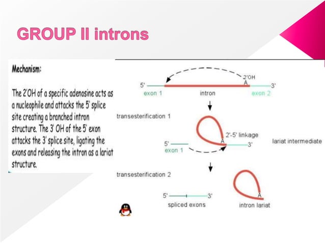 Ribozyme | PPTX | Biological Sciences | Science