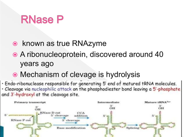 Ribozyme | PPTX | Biological Sciences | Science