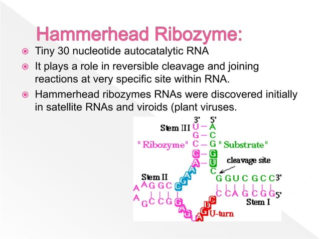 Ribozyme | PPTX | Biological Sciences | Science