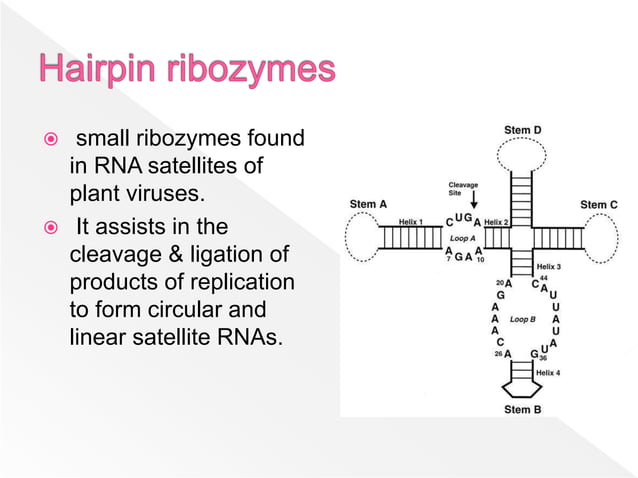 Ribozyme | PPTX | Biological Sciences | Science