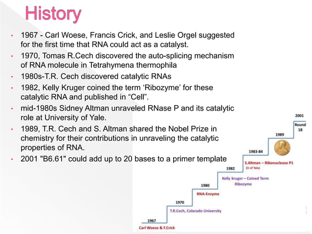 Ribozyme | PPTX | Biological Sciences | Science