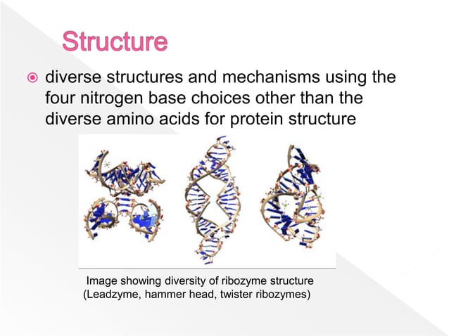Ribozyme | PPTX | Biological Sciences | Science