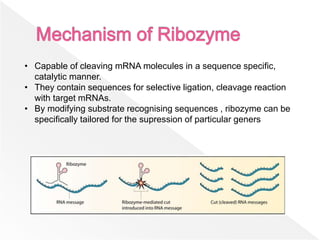 Ribozyme | PPTX