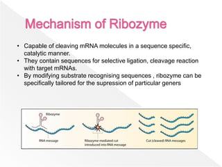 ribozyme-210812091643 (1).pdf