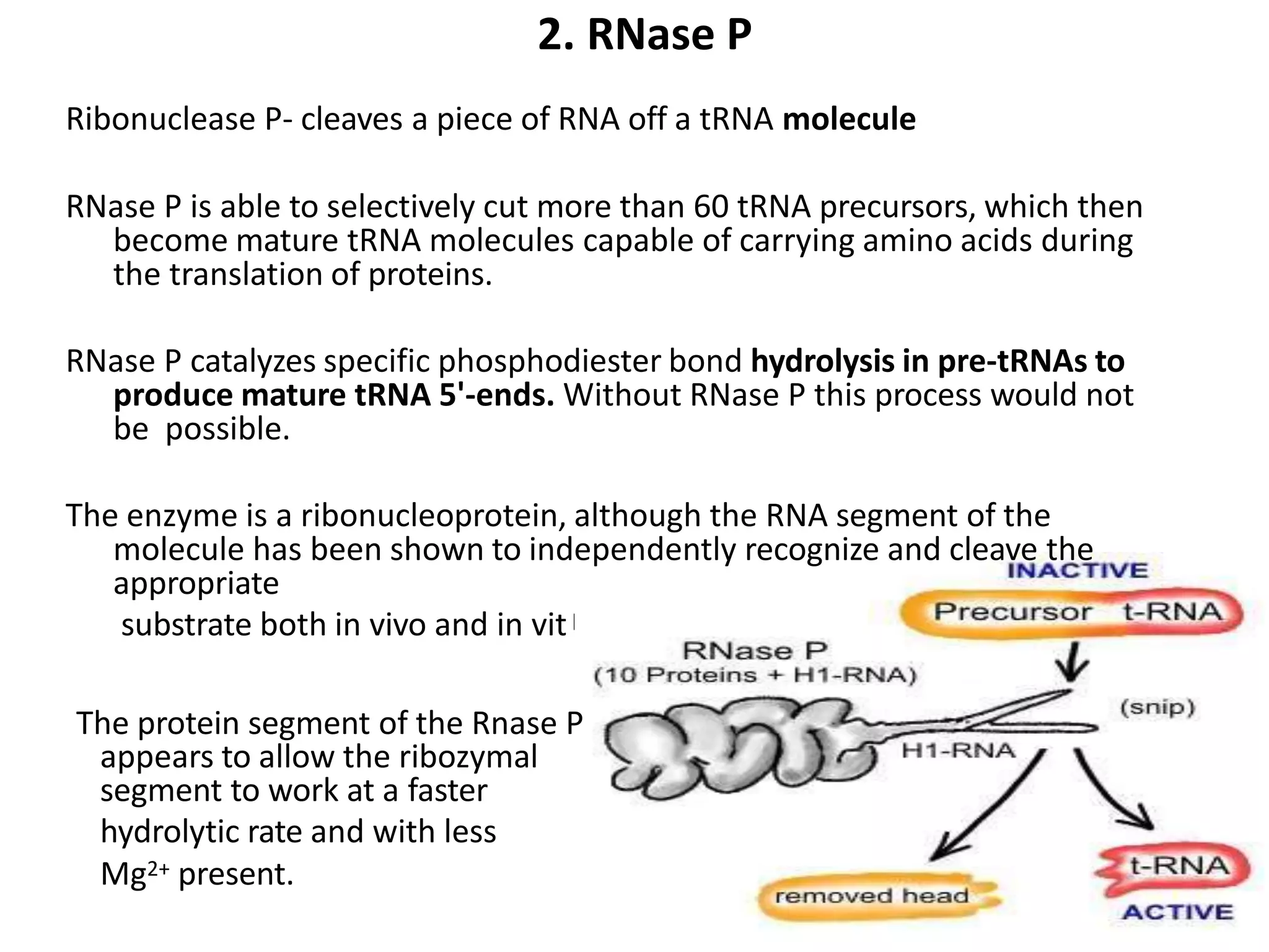 ribozyme.pptx