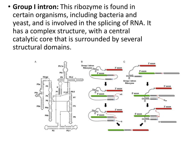 Ribozyme.pdf