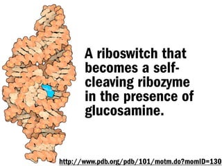 Ribozymes | PDF
