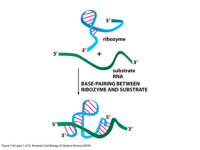 Ribozymes | PDF | Genetics | Science