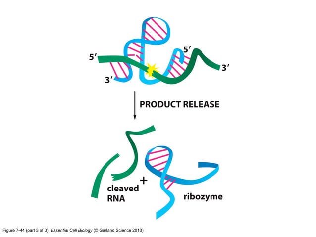Ribozymes | PDF | Genetics | Science