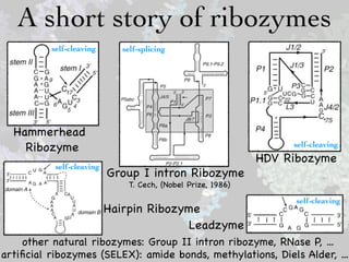 Computational Enzymology of Ribozymes (from metal-ion to nucleobase ...