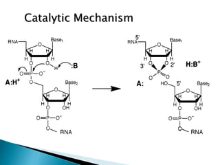 Ribozymes | PPTX