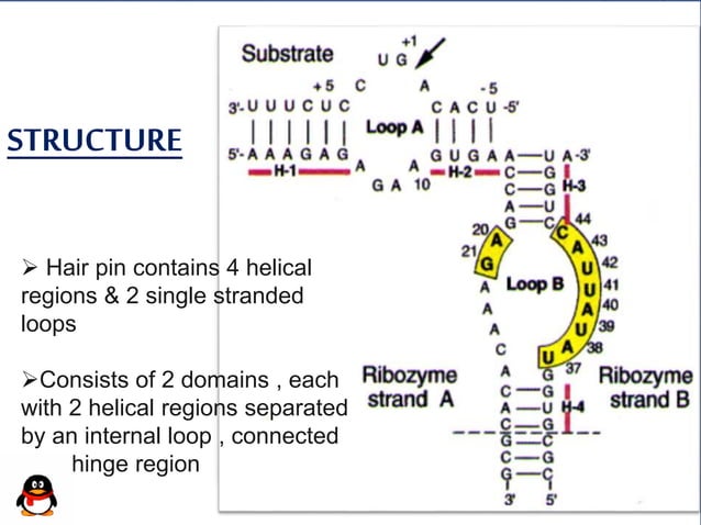 Ribozymes | PPT