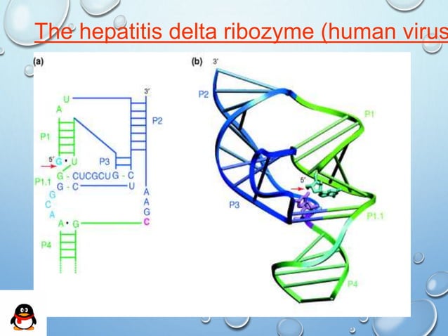 Ribozymes | PPT