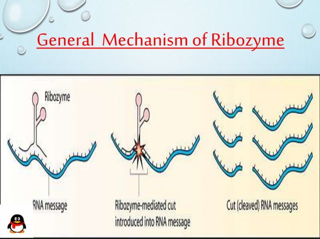Ribozymes | PPT