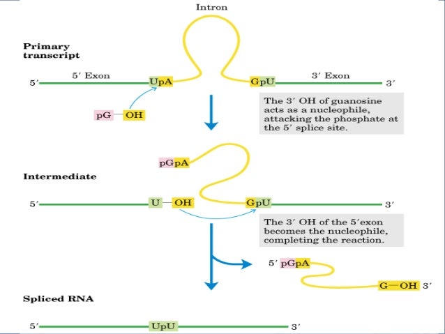 Ribozymes