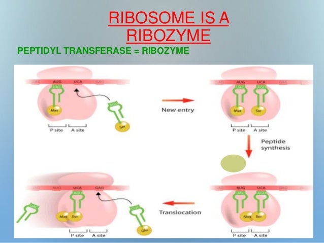 Ribozymes
