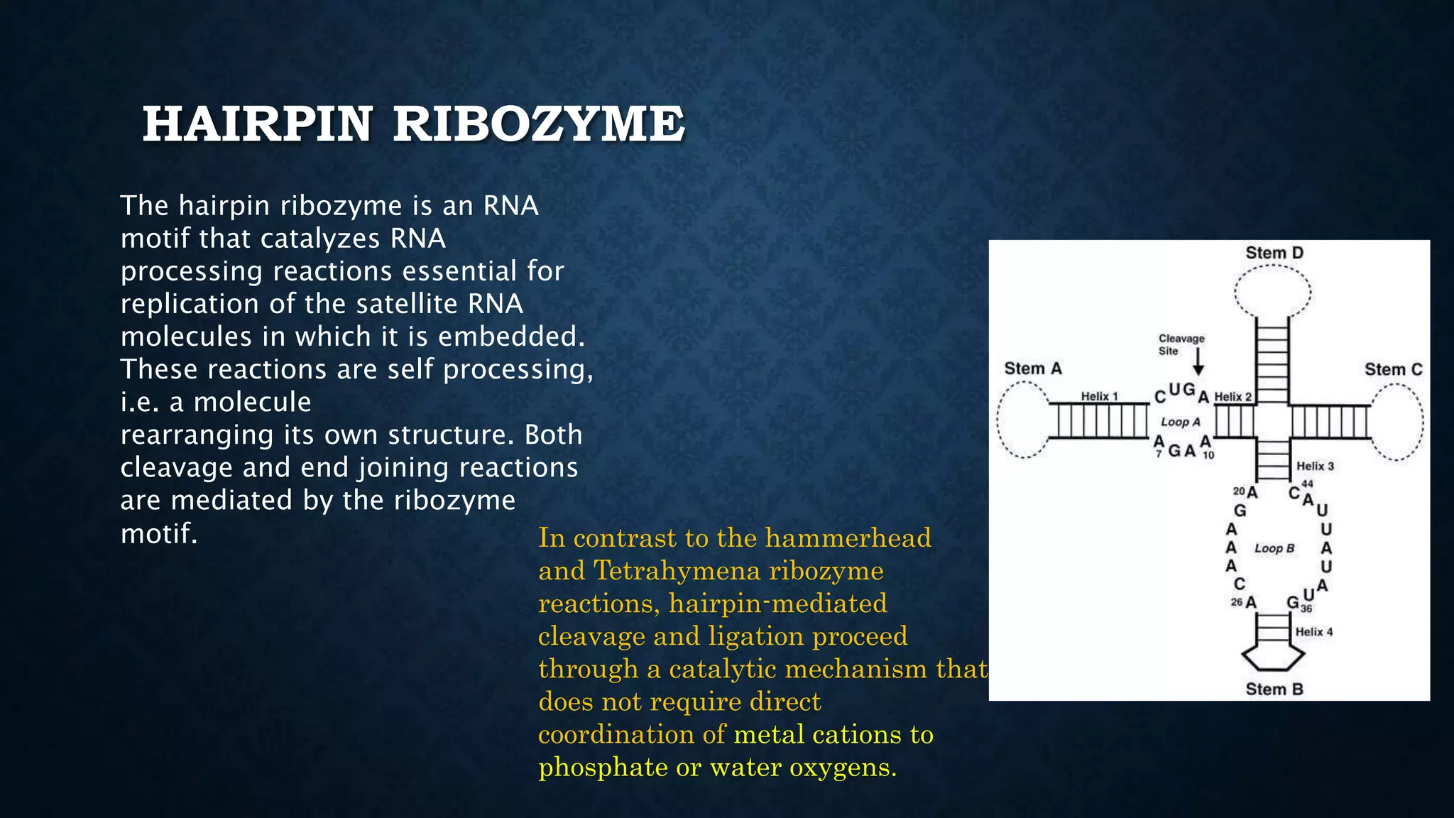 Ribozymes, types of ribozymes. | PPTX