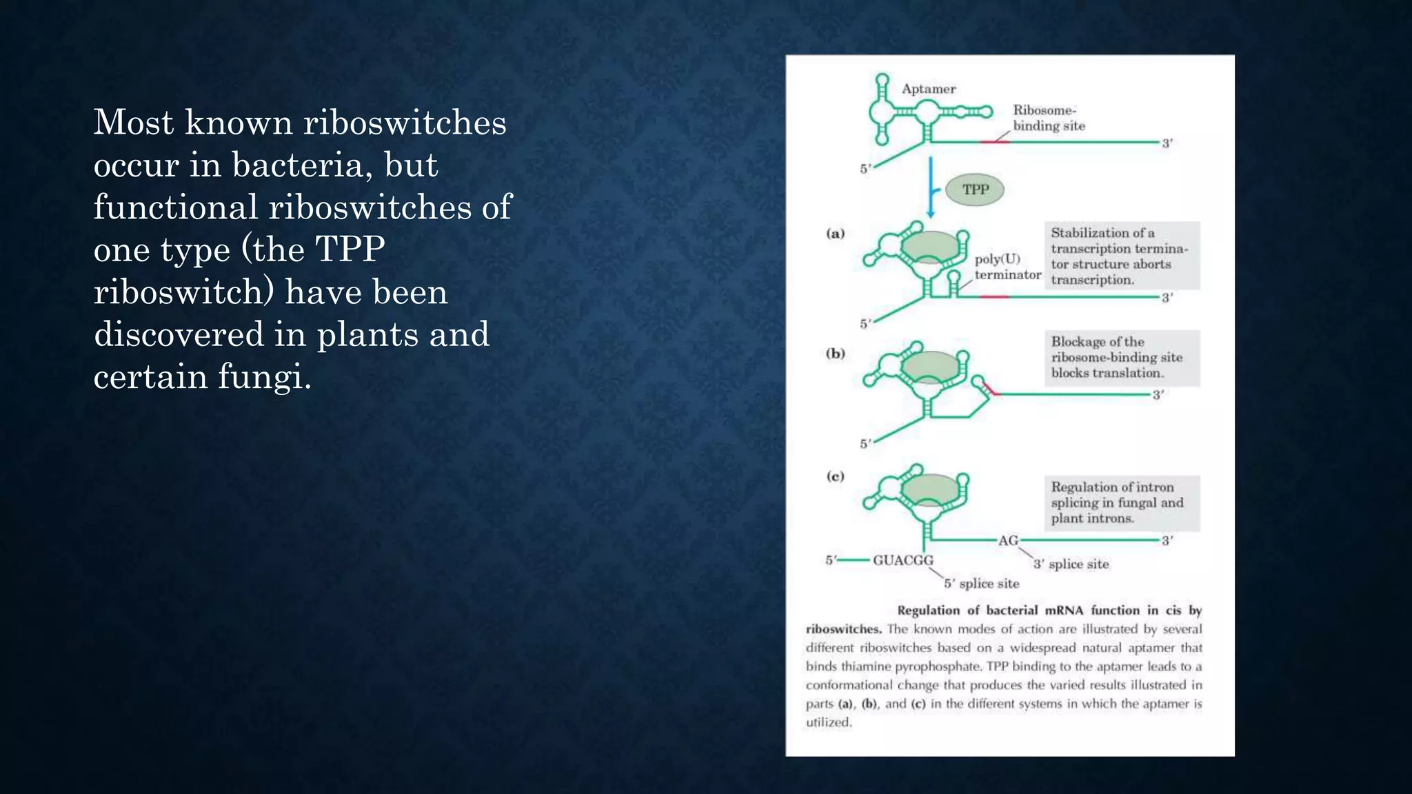 Ribozymes, types of ribozymes. | PPTX