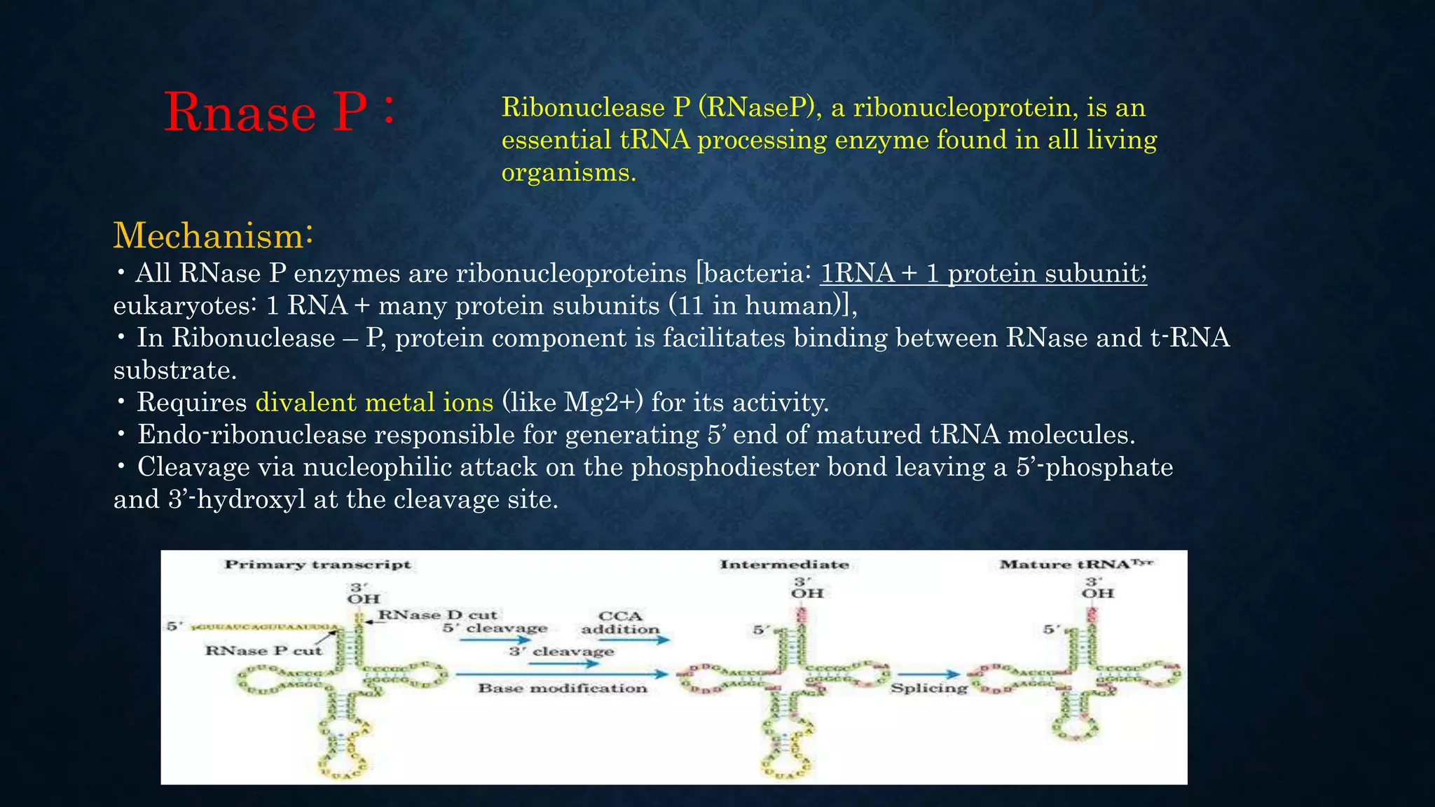 Ribozymes, types of ribozymes. | PPTX