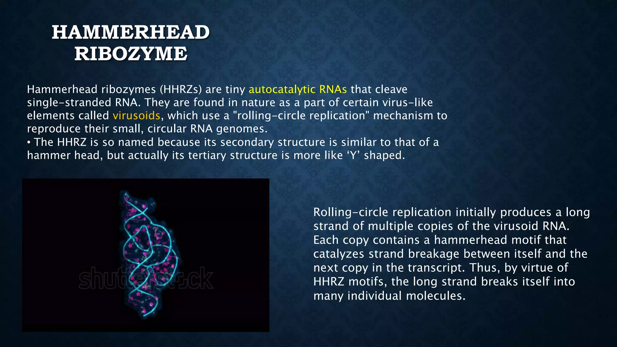 Ribozymes, types of ribozymes. | PPTX