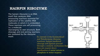 Ribozymes, types of ribozymes. | PPTX
