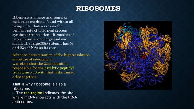 Ribozymes, types of ribozymes. | PPTX